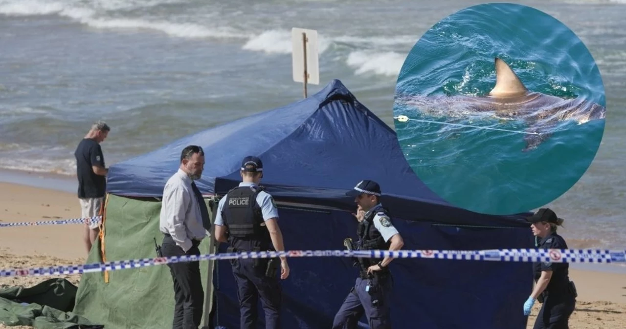 Atak rekina na surfera na plaży Long Reef pod Sydney Echo Polski ...